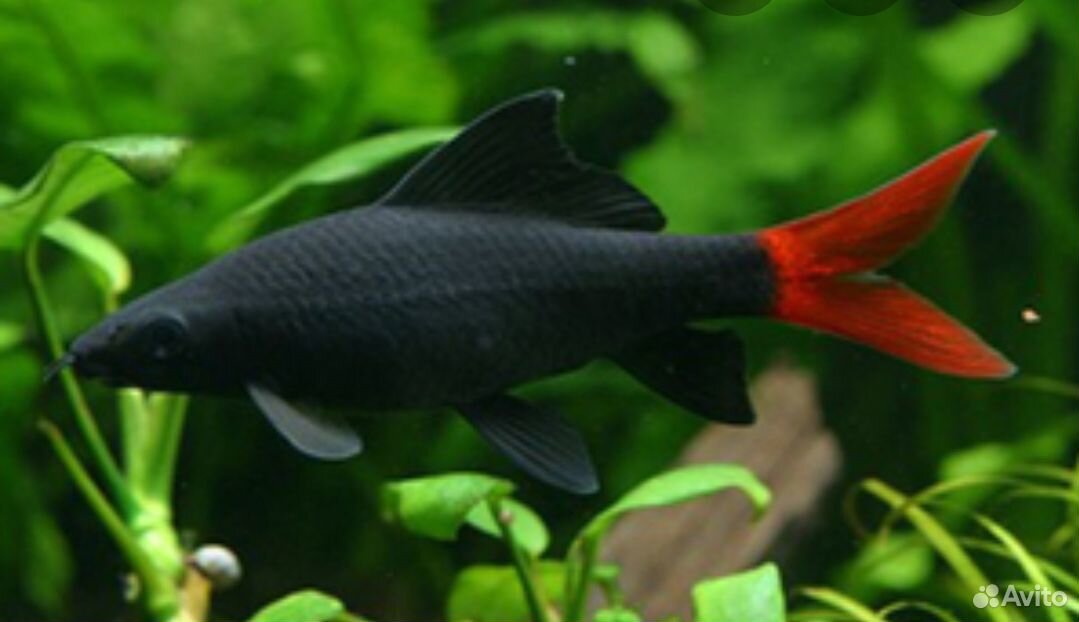 Лабео сом 10 см