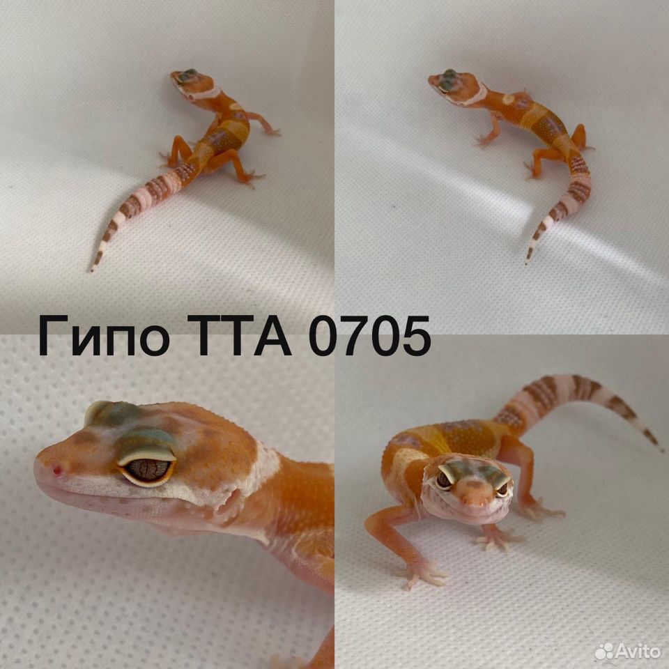 Малыш эублефар 07.05 гипо тта
