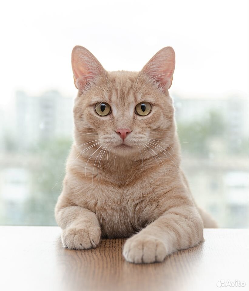 Котик Яша, 1 год