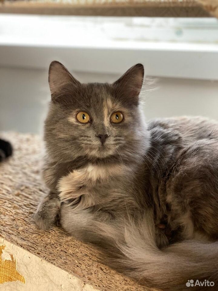 Ласковый котенок девочка