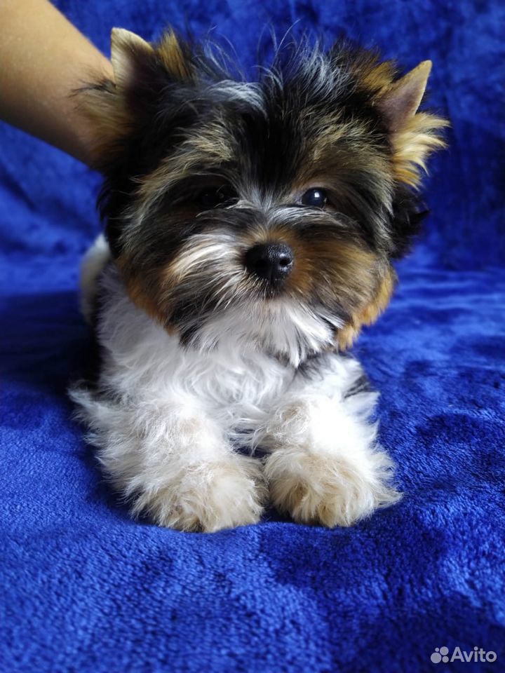 Бивер мальчик