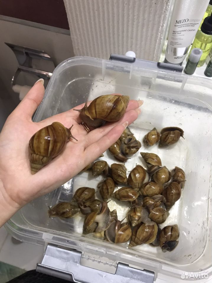 Сухопутные улитки