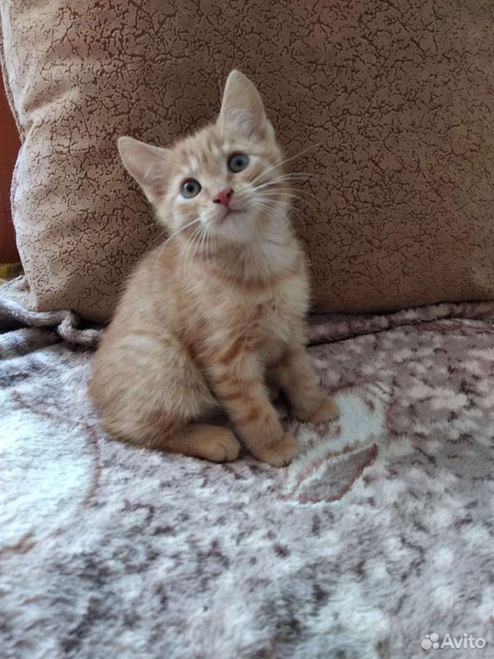 Котенок-апельсинчик(в добрые руки)
