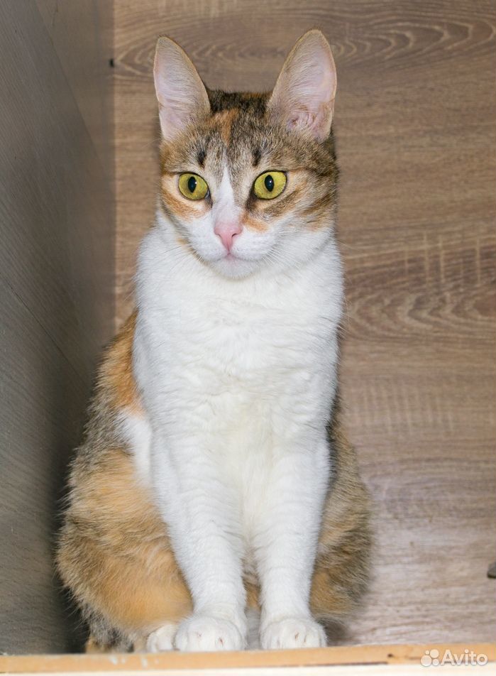 Кошка ищет дом