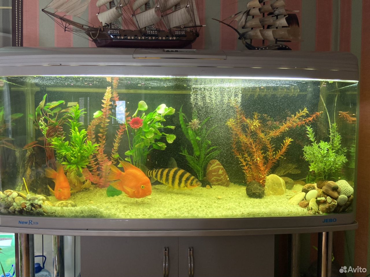 Аквариумные рыбки