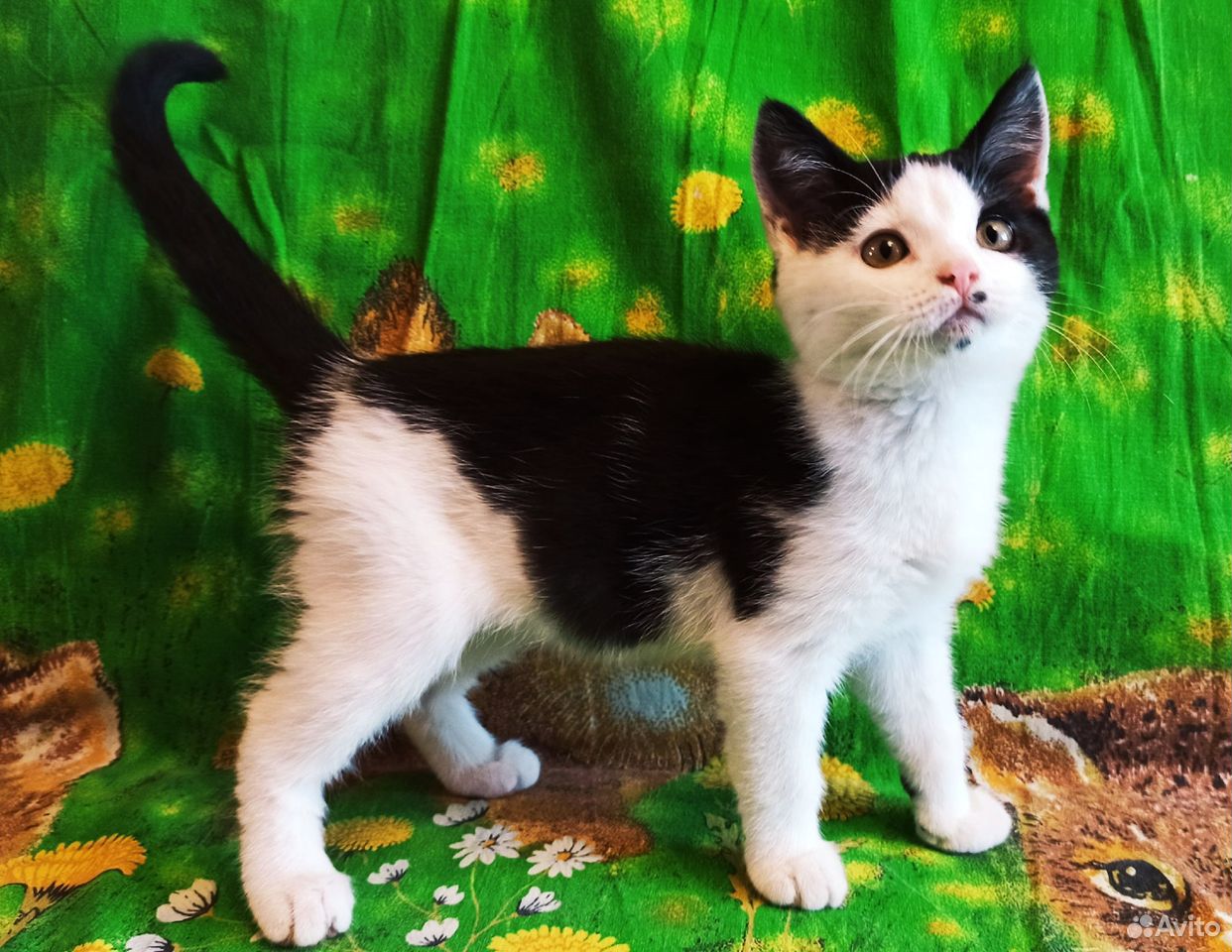 Замурчательная Милка ищет дом