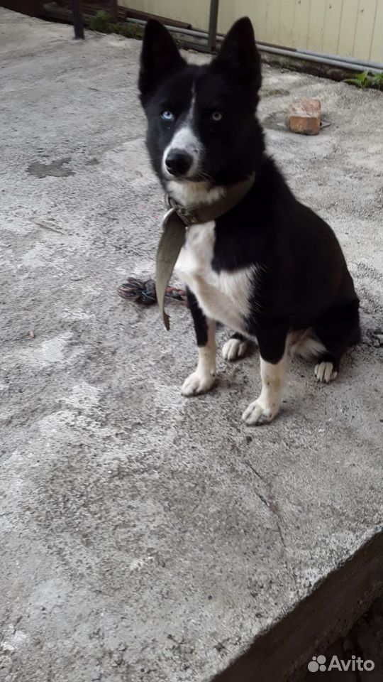 Отдам в добрые руки