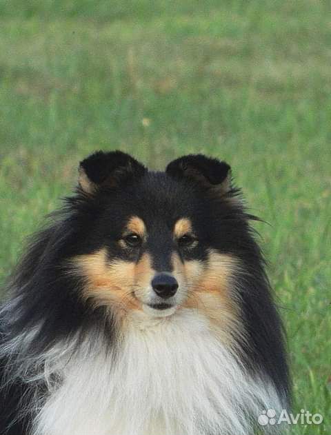 Шелти