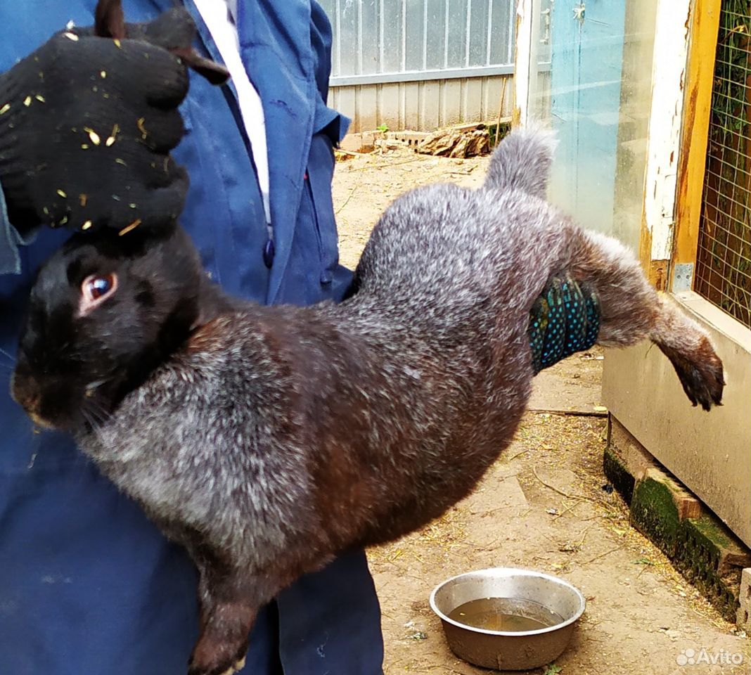 Продам Крольчих