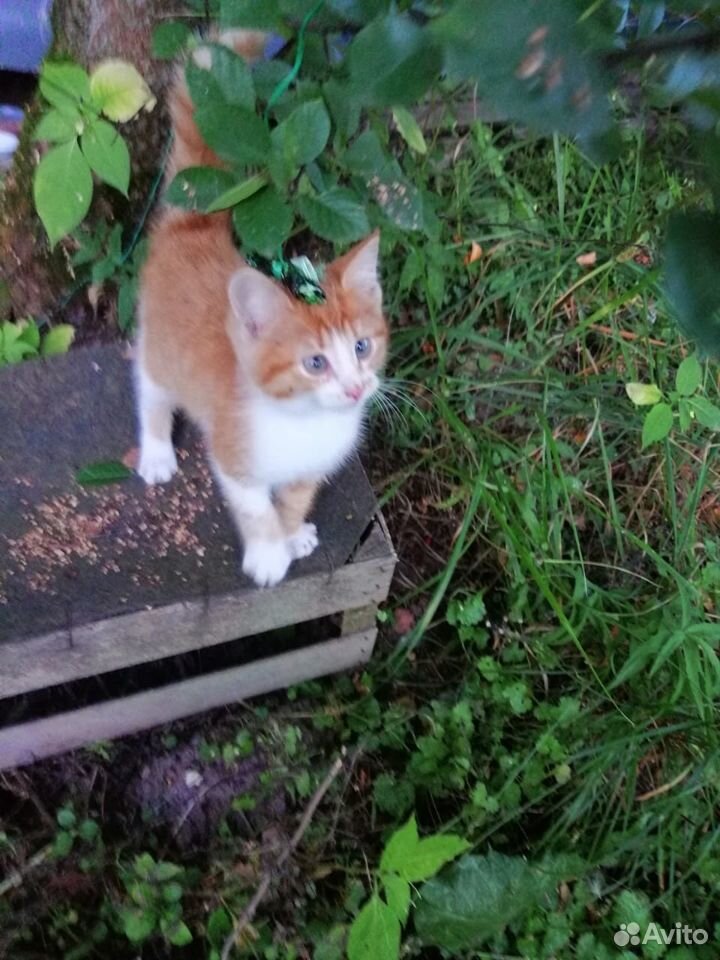 Котёнок 2 месяца, возможно меньше