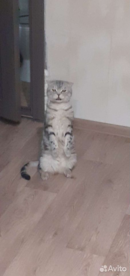 Шотландская