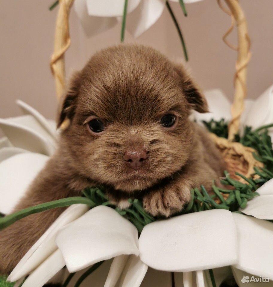 Чихуахуа Девочки и Мальчики Очень Красивые