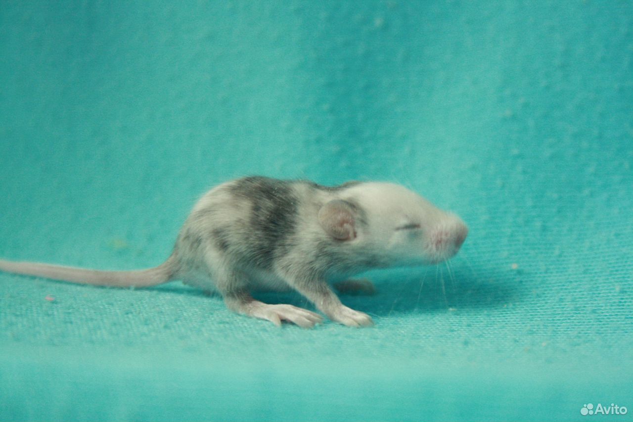 Другие животные