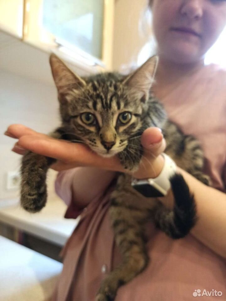 Рицу-маленький эльф ищет дом