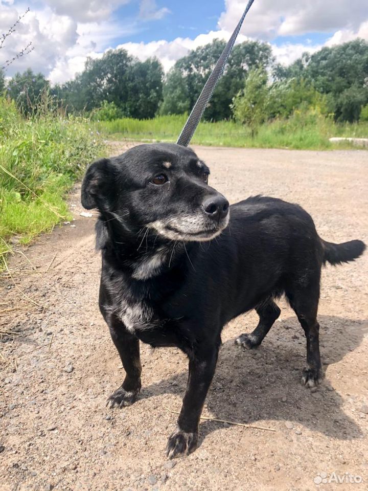 Собака Умка