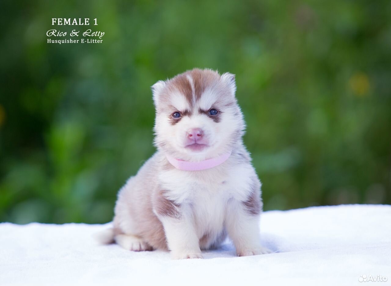 Щенки хаски из племенного питомника