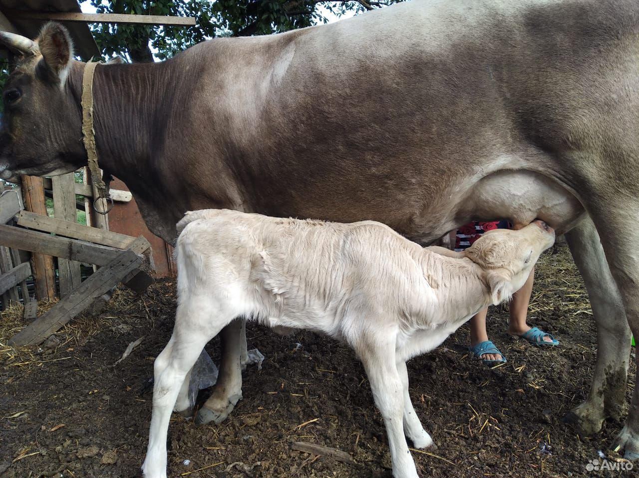 Тёлочка швиц