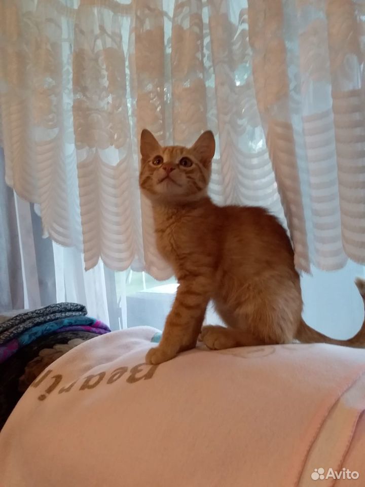 Кошка