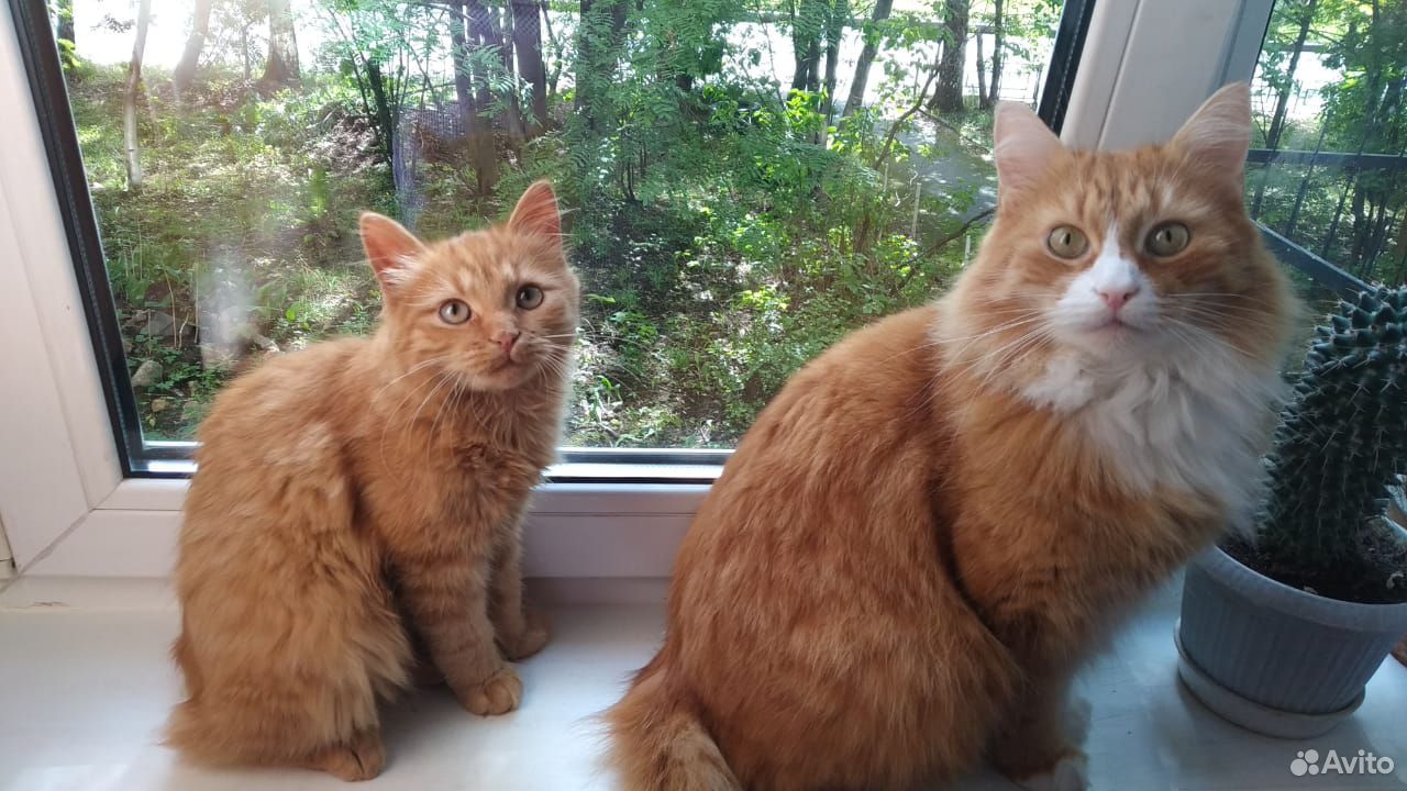 Котенок Рыжик 4 мес