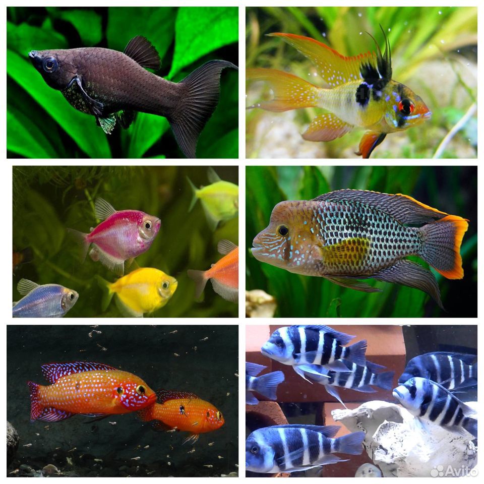 Цихлиды и мирные рыбки