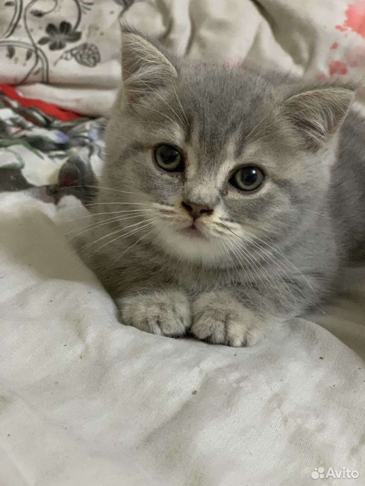 Шотландский котёнок