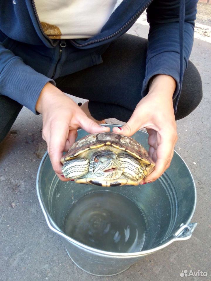 Черепаха морская