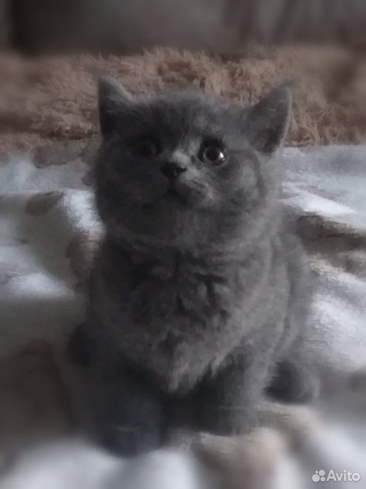 Котенок девочка