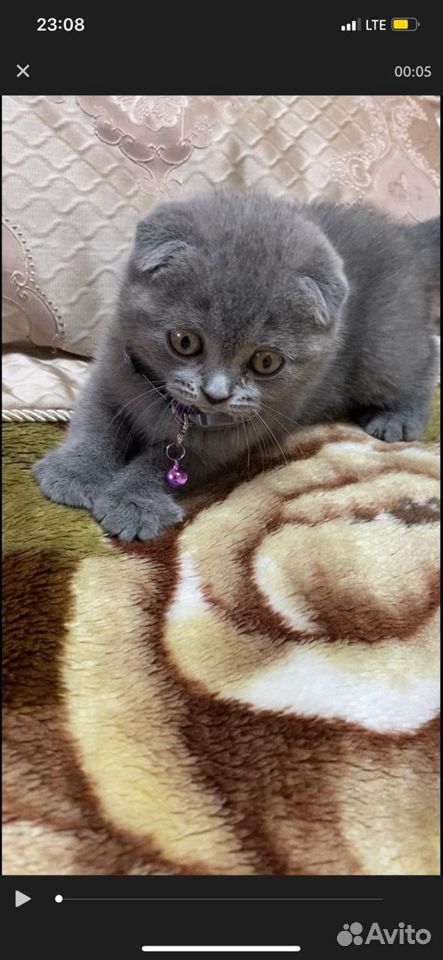 Шотландская