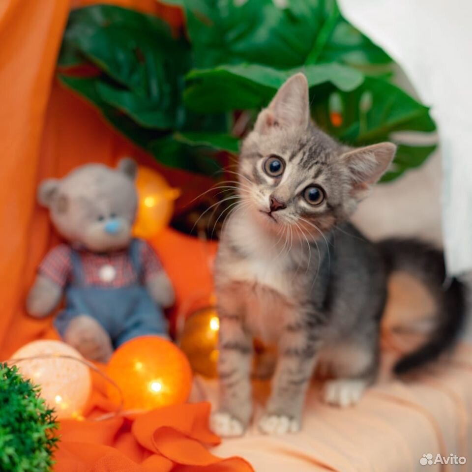 Шарлотта - милая девочка ищет дом