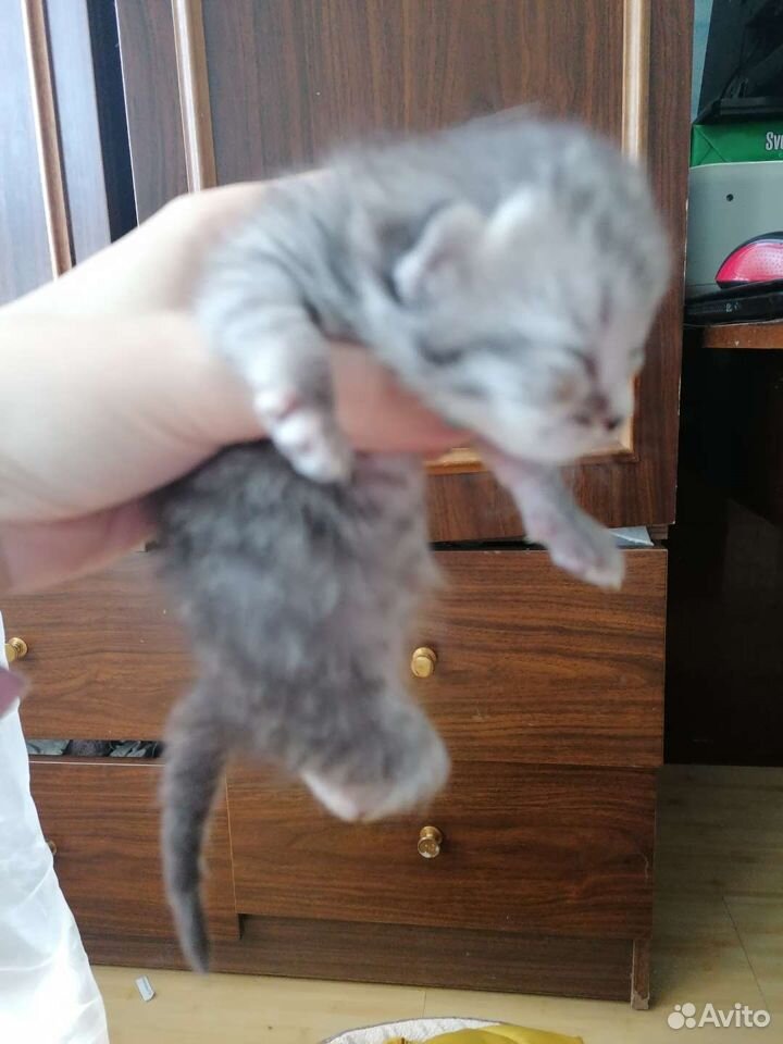 Котенок в добрые руки
