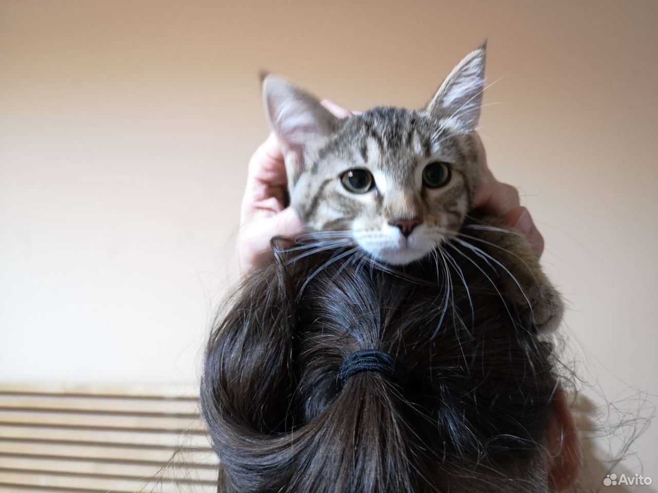 Ишет дом котёнок Трой