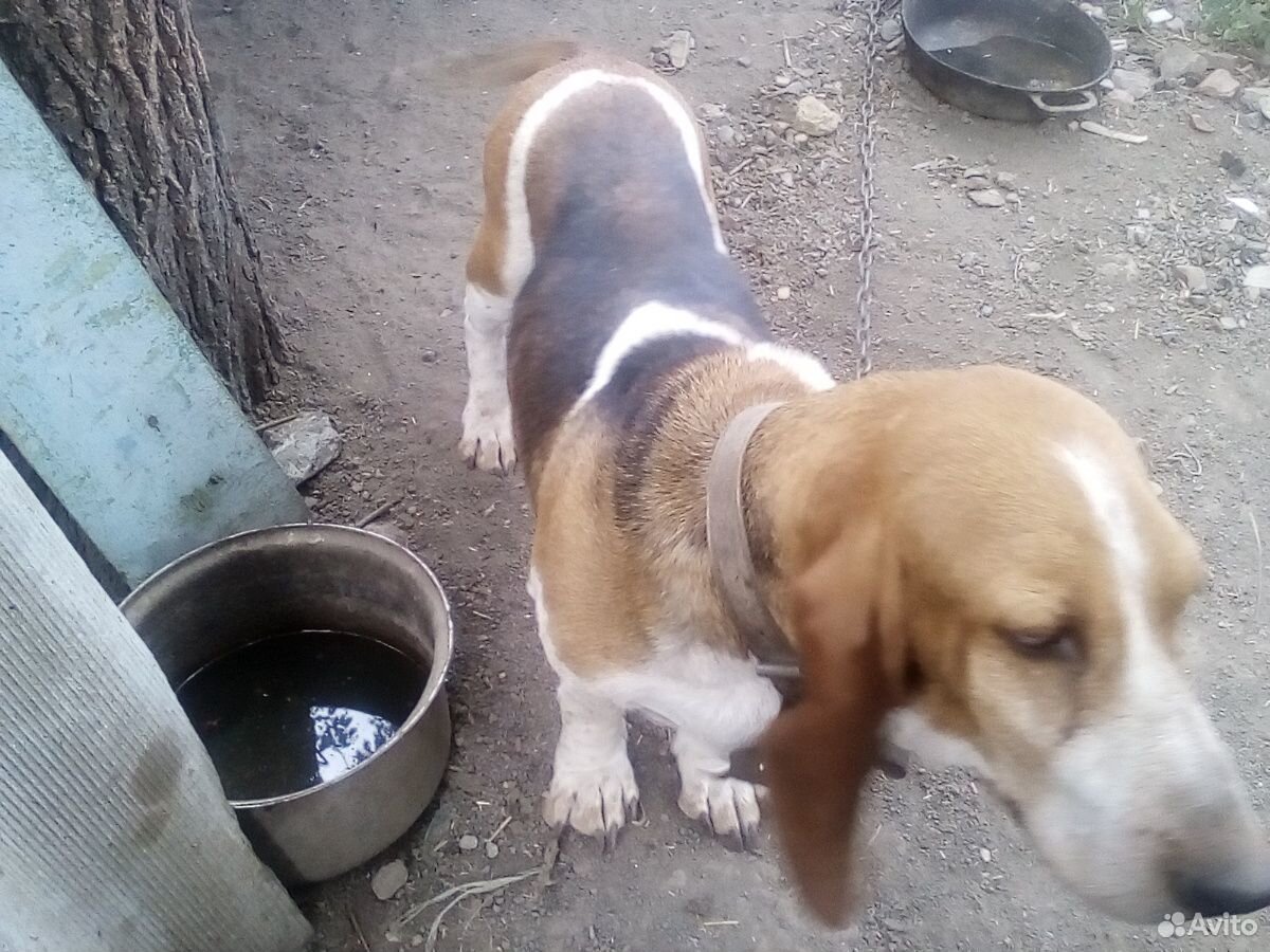 Меняю на щенка