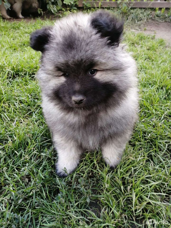 Кеесхонд-вольфшпиц