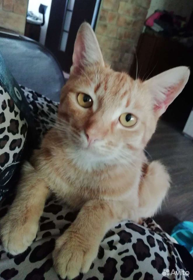 Кот