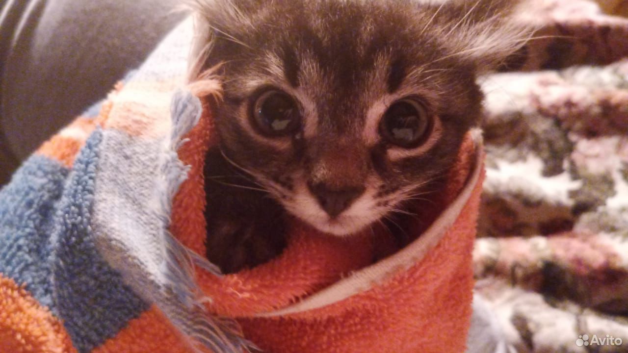 Котята ищут хозяев