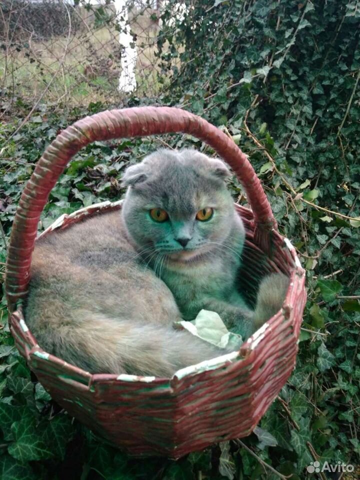 Молодая кошка