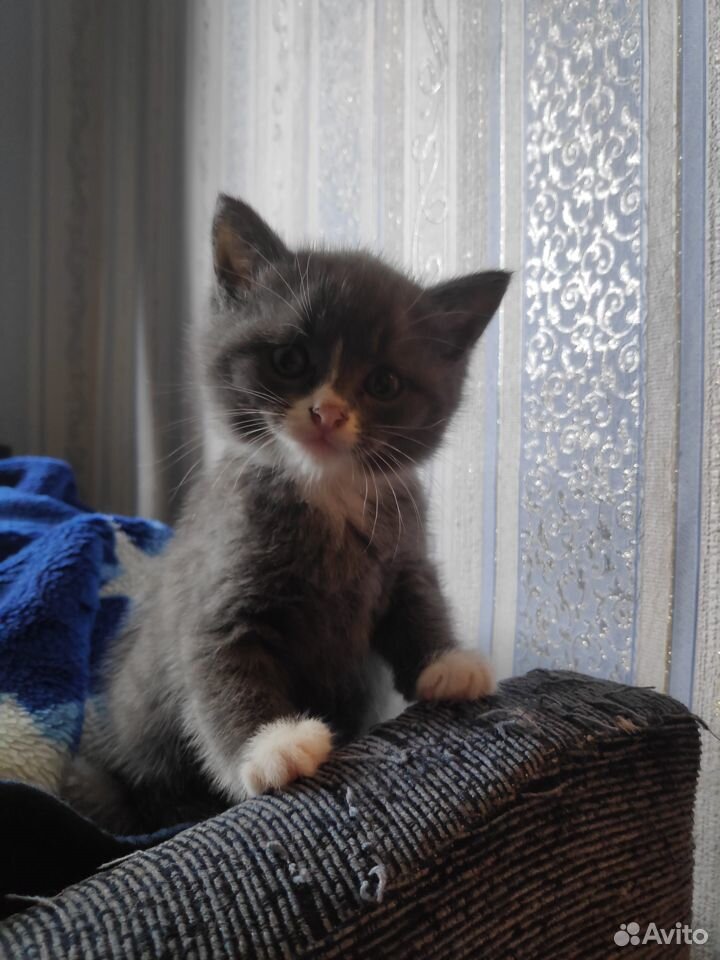 Котёнок британский (шотландский)