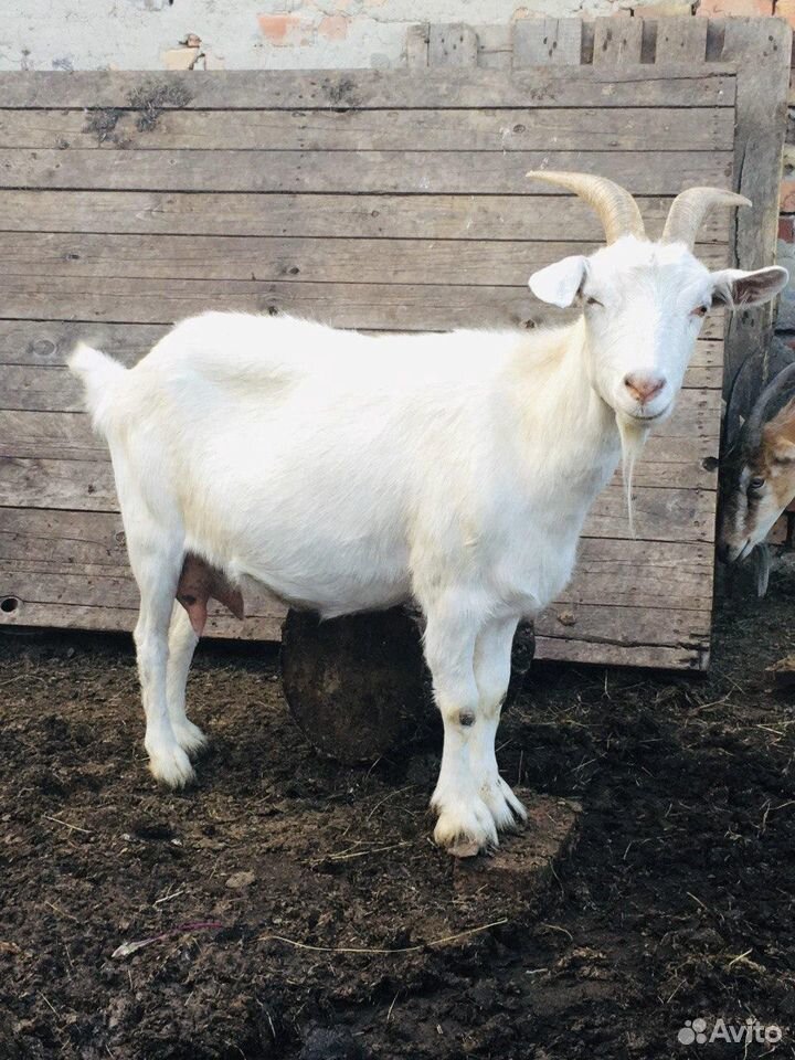 Продам дойную козу (молочная)