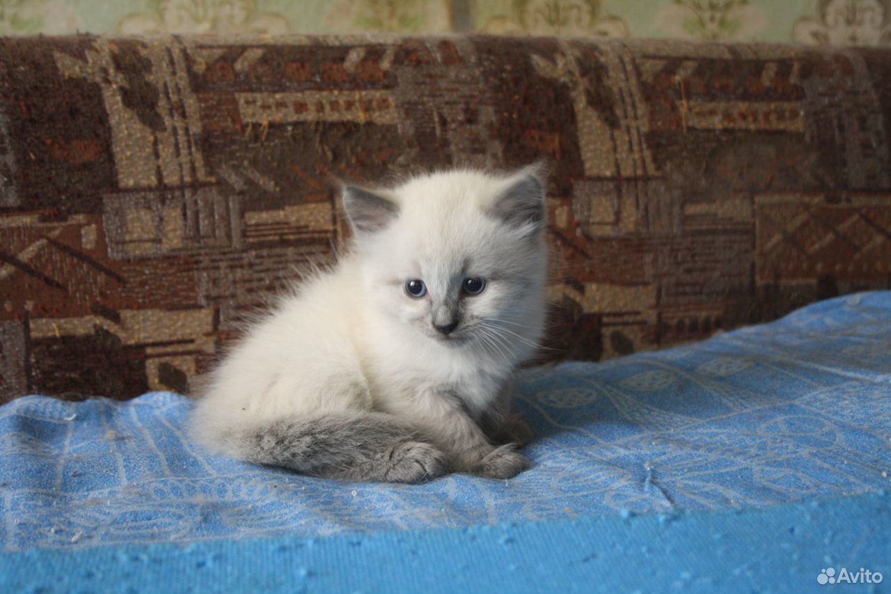Мальчик (1,5мес)