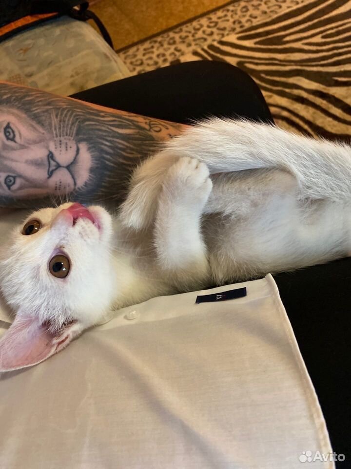 Отдам к кошку в руки доброму человеку