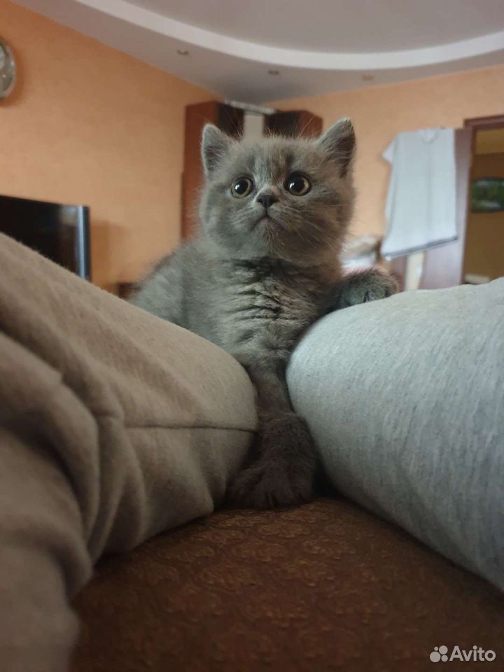 Котята британские