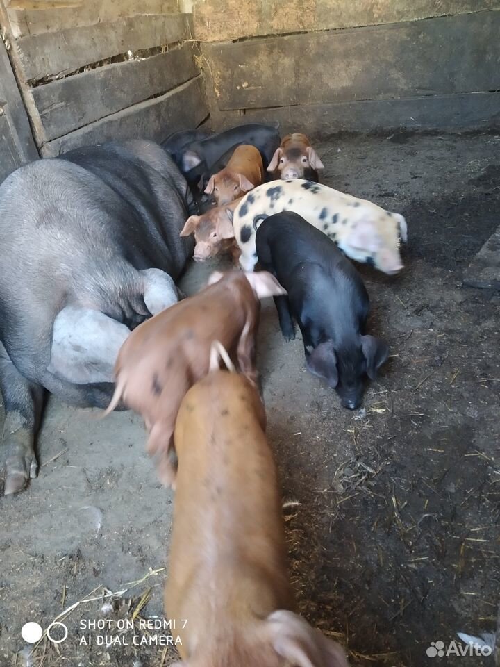 Поросята дюрки