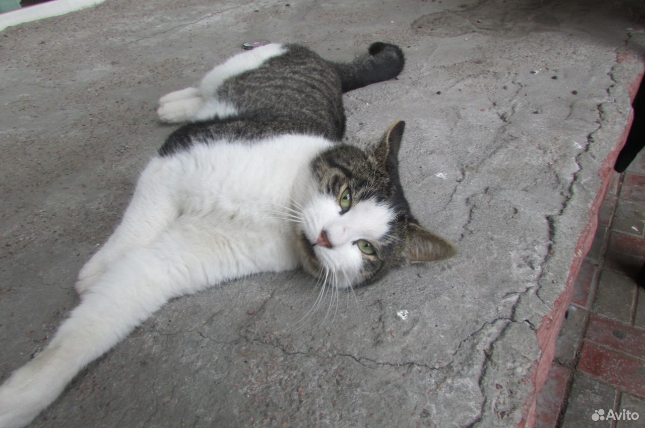 Ласковый котик Гришка, крысо- и птицелов