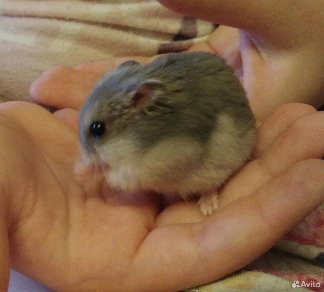 Джунгарский хомяк, девочка