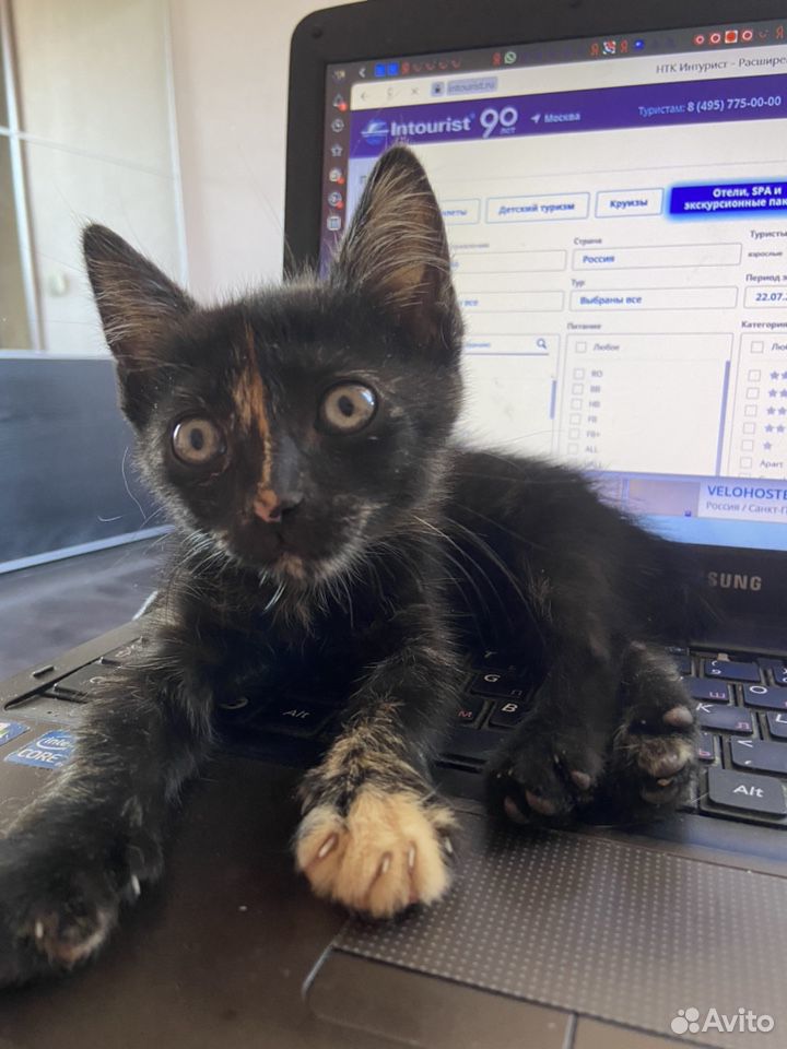 Отдам кошечку с необычным окрасом