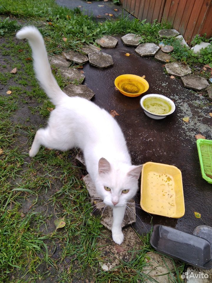 Белый котик