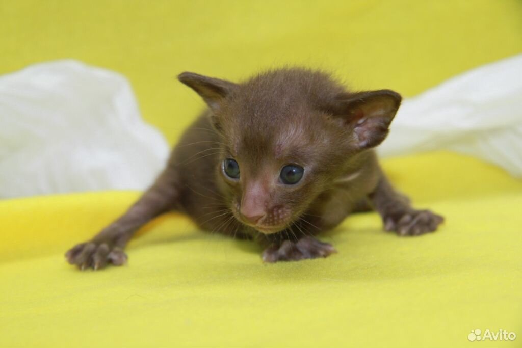 Ориентальная шоколадная девочка