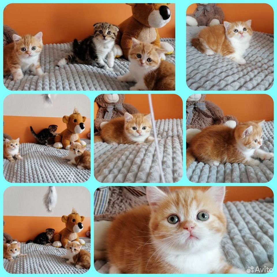 Шотландские котята