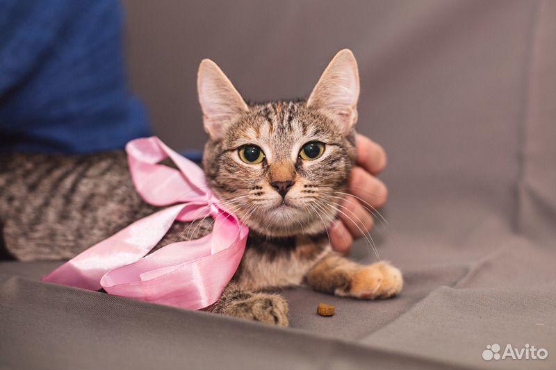 Котенок окраса табби Маняша ищет дом