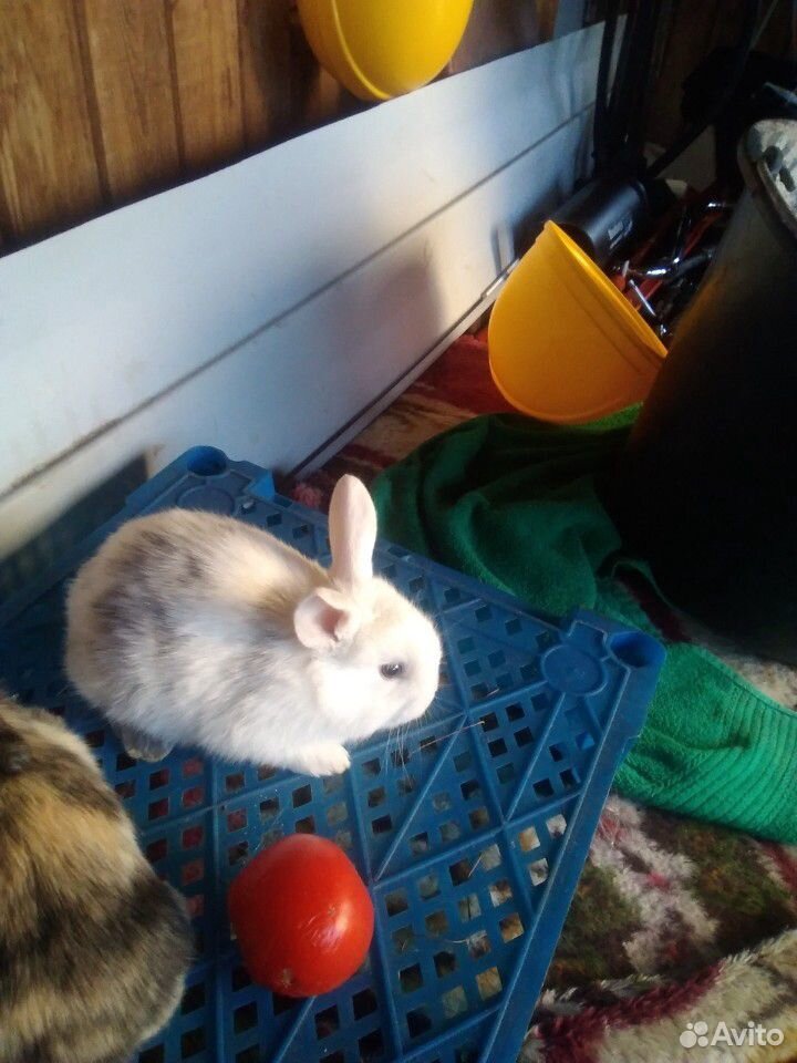 Декоративные крольчата